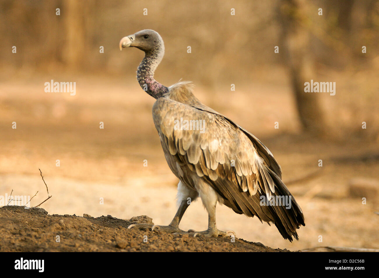 Long-Billed Vulture Gyps Indicus, Ranthambore Tiger Reserve National ...