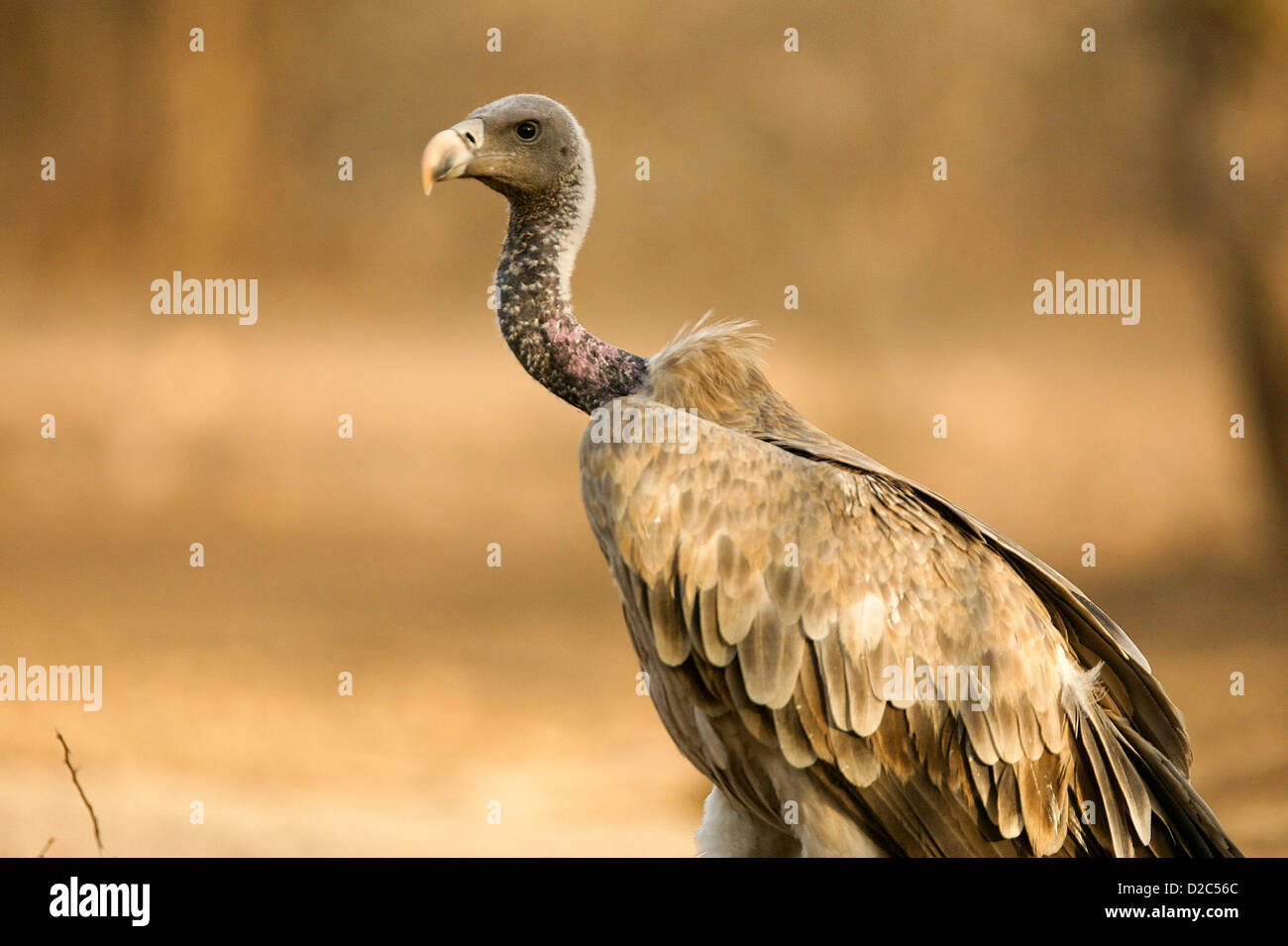 Long-Billed Vulture Gyps Indicus, Ranthambore Tiger Reserve National ...