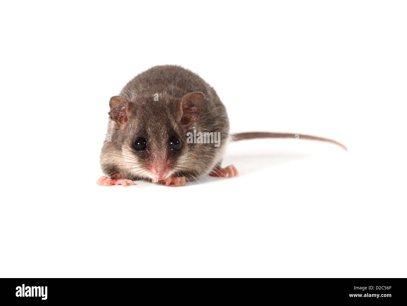 Cercartetus nanus hi-res stock photography and images - Alamy