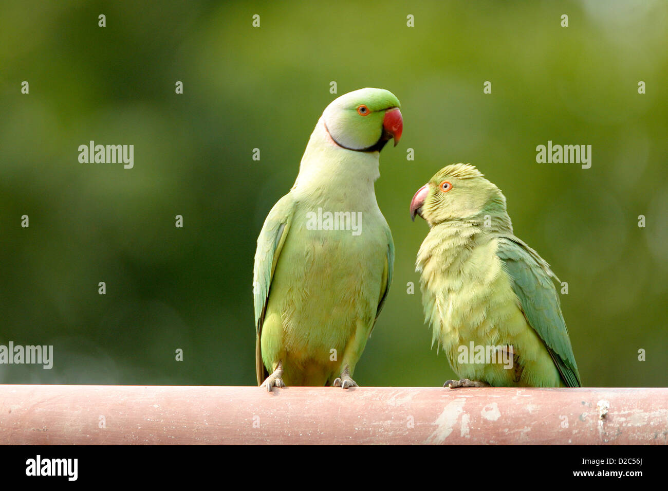 Mating Ritual Of Rose-Ringed Parakeets Psittacula Krameri, Ranthambore ...