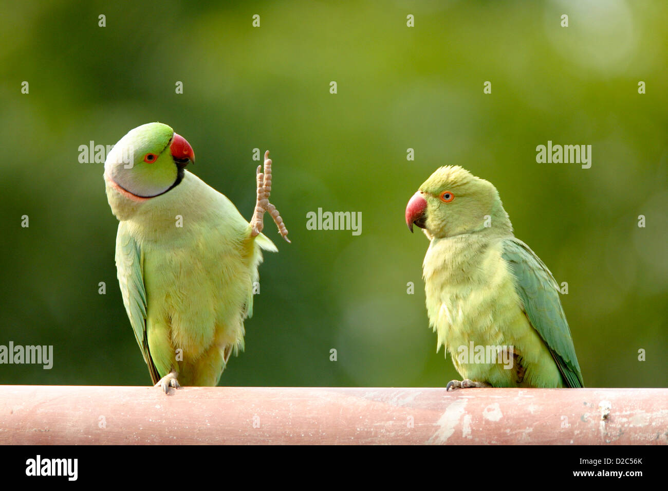 Mating Ritual Of Rose-Ringed Parakeets Psittacula Krameri, Ranthambore ...