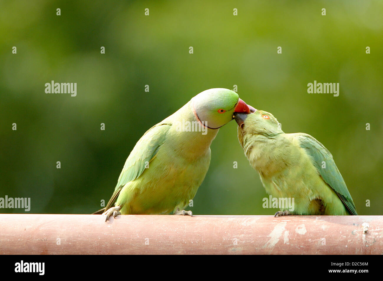 Psittacula parakeets hi-res stock photography and images - Alamy