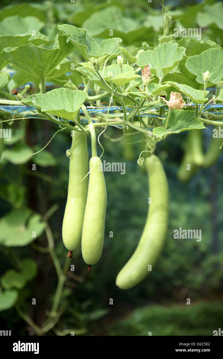 Bottle gourd lagenaria siceraria hi-res stock photography and images ...