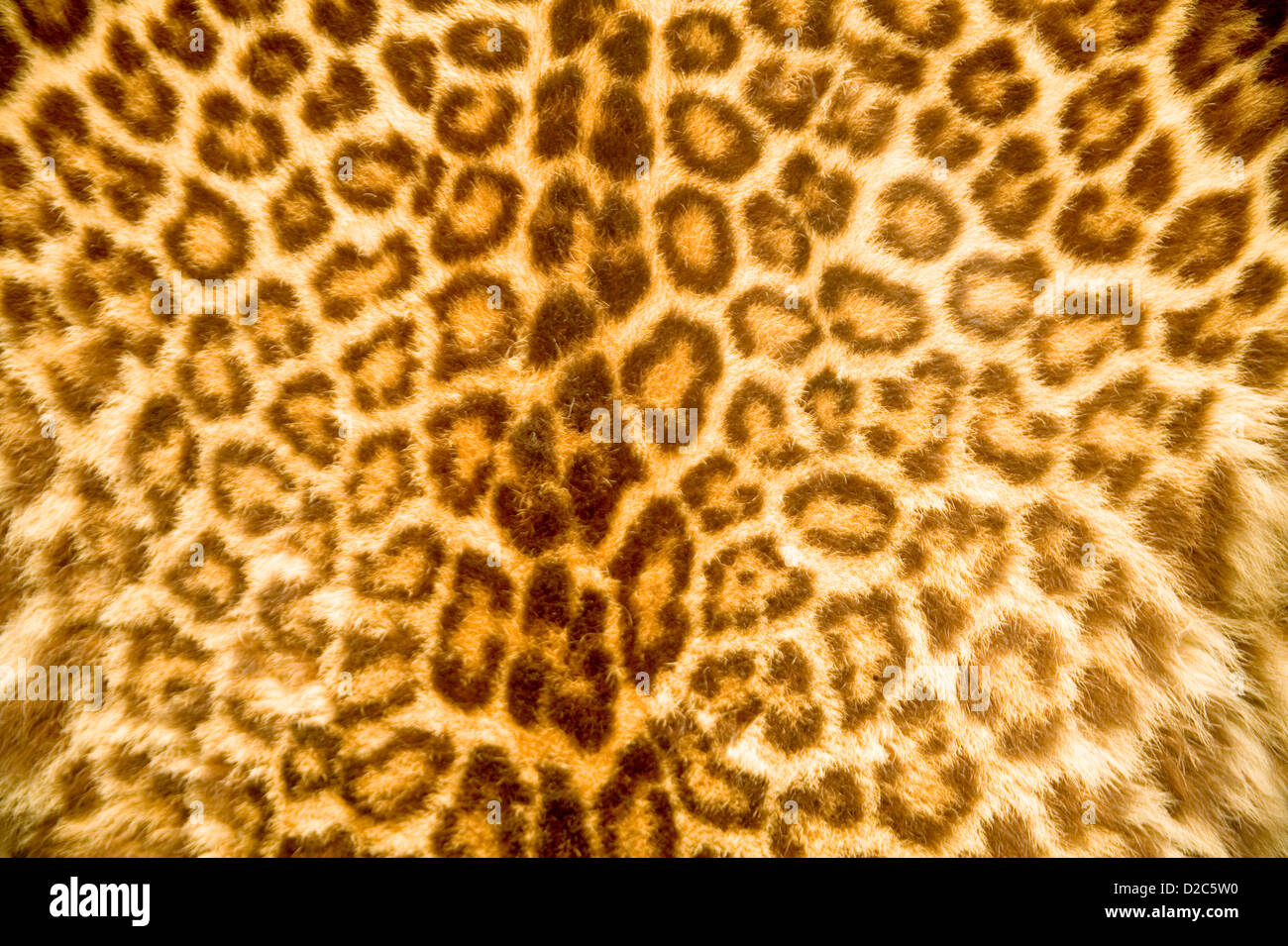 Animal Skin Of A Cheetah Stock Photo - Alamy
