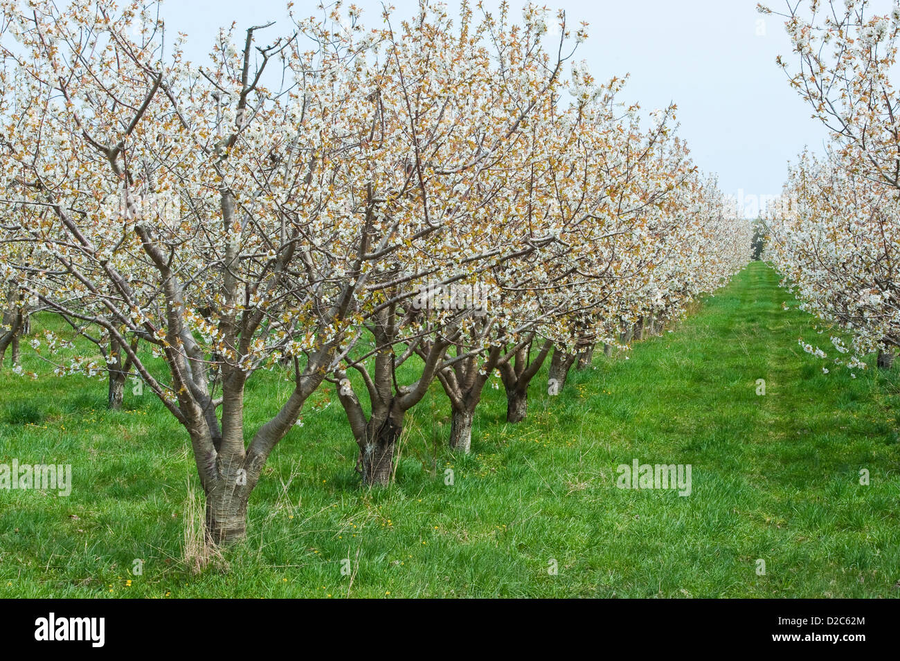Cherry orchard usa hi-res stock photography and images - Alamy