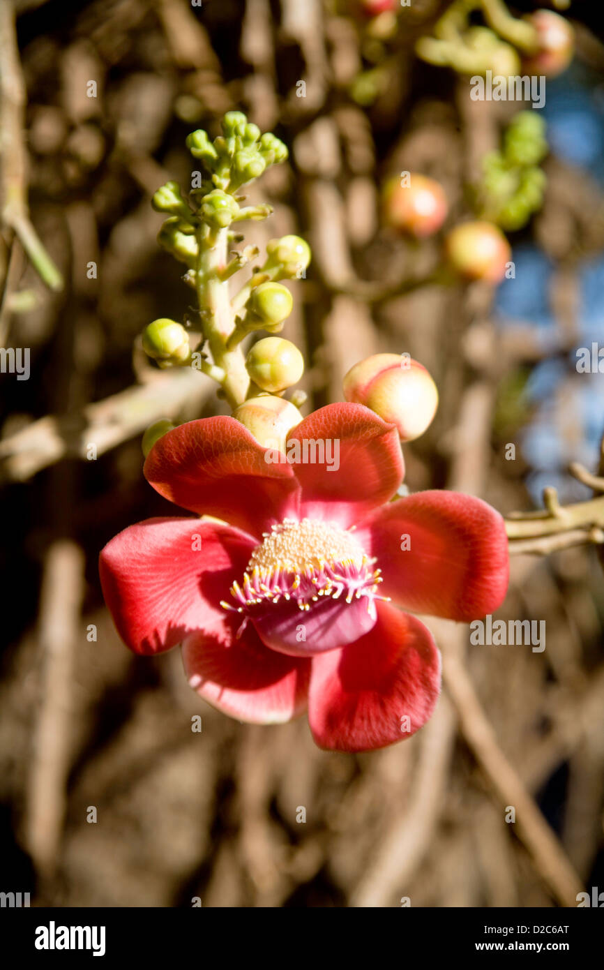 Cannonball Tree Kailaspati (Hindi ) Couroupita Guianensise Native ...