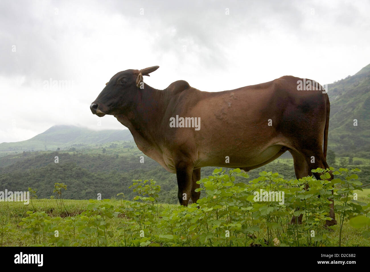 Bull standing on hill jummapatti matheran hi-res stock photography and ...