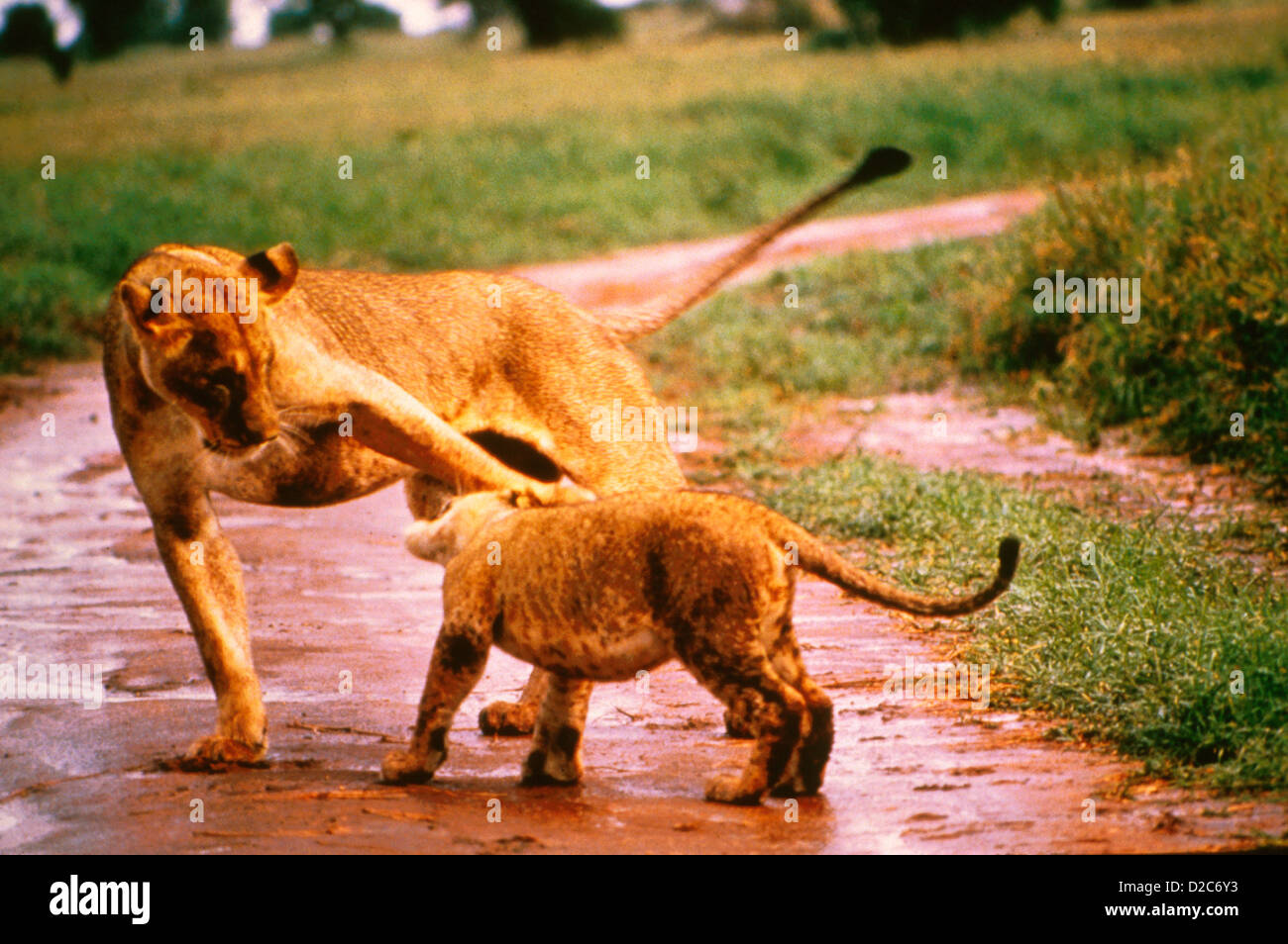 Lion And Cub Stock Photo - Alamy
