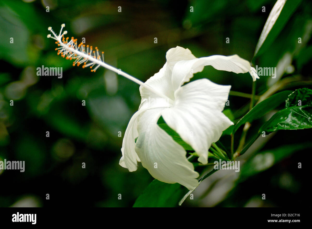 Hibiscus hirtus flower hi-res stock photography and images - Alamy