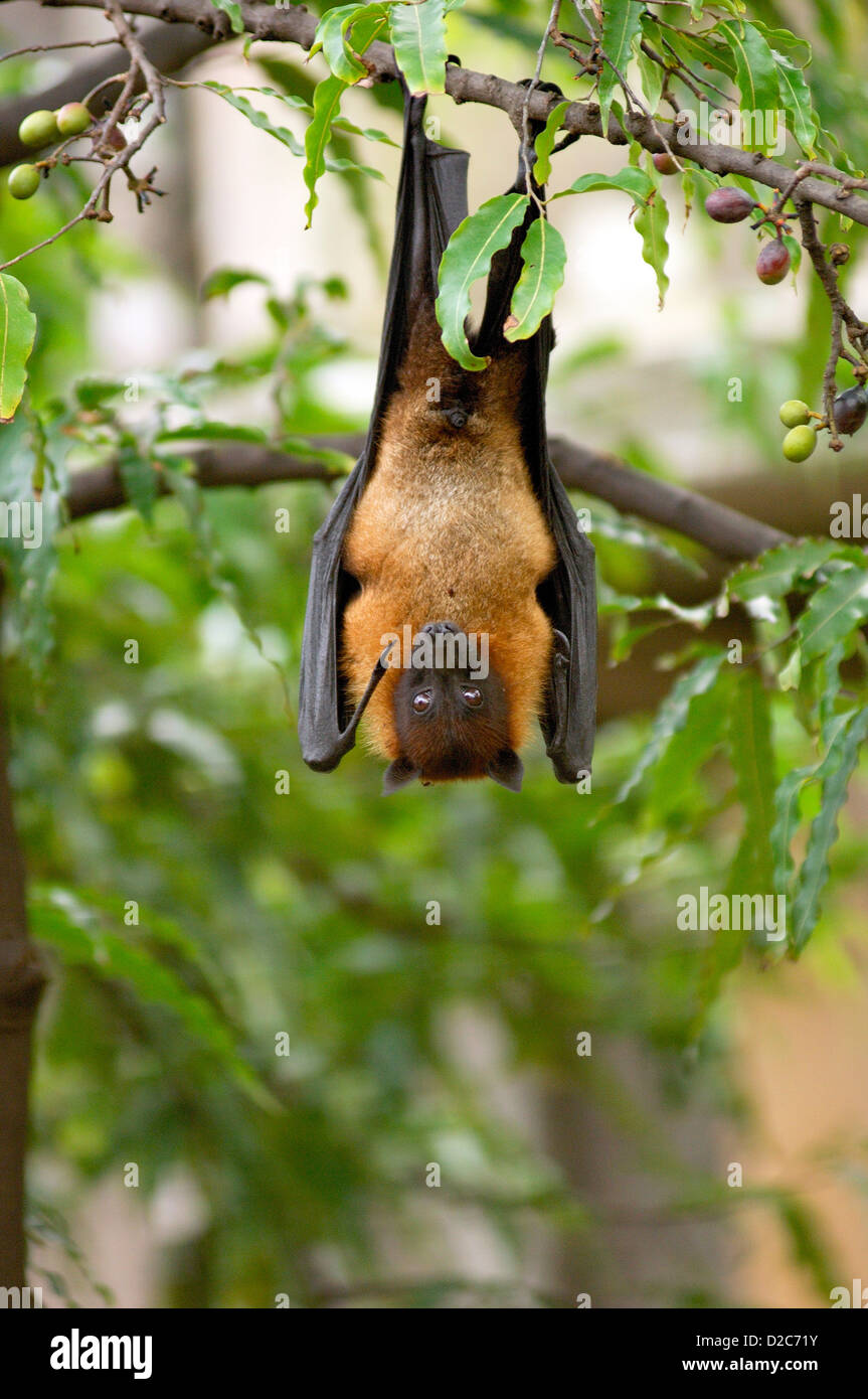 Bat birds hi-res stock photography and images - Alamy