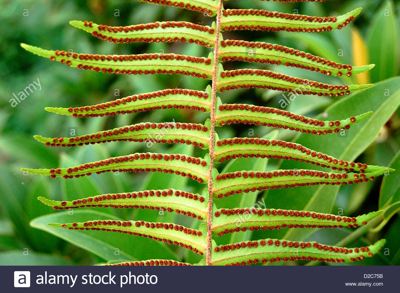 Licorice Fern Stock Photos & Licorice Fern Stock Images - Alamy