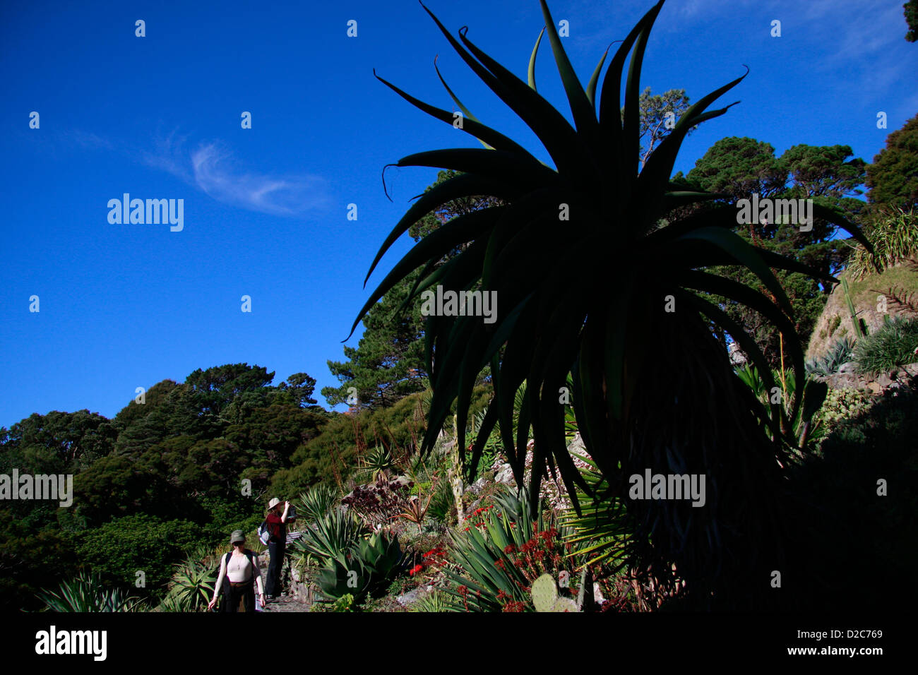 Visitors to Wellington Botanic Gardens. Th trunk of a Agave sp.can be ...