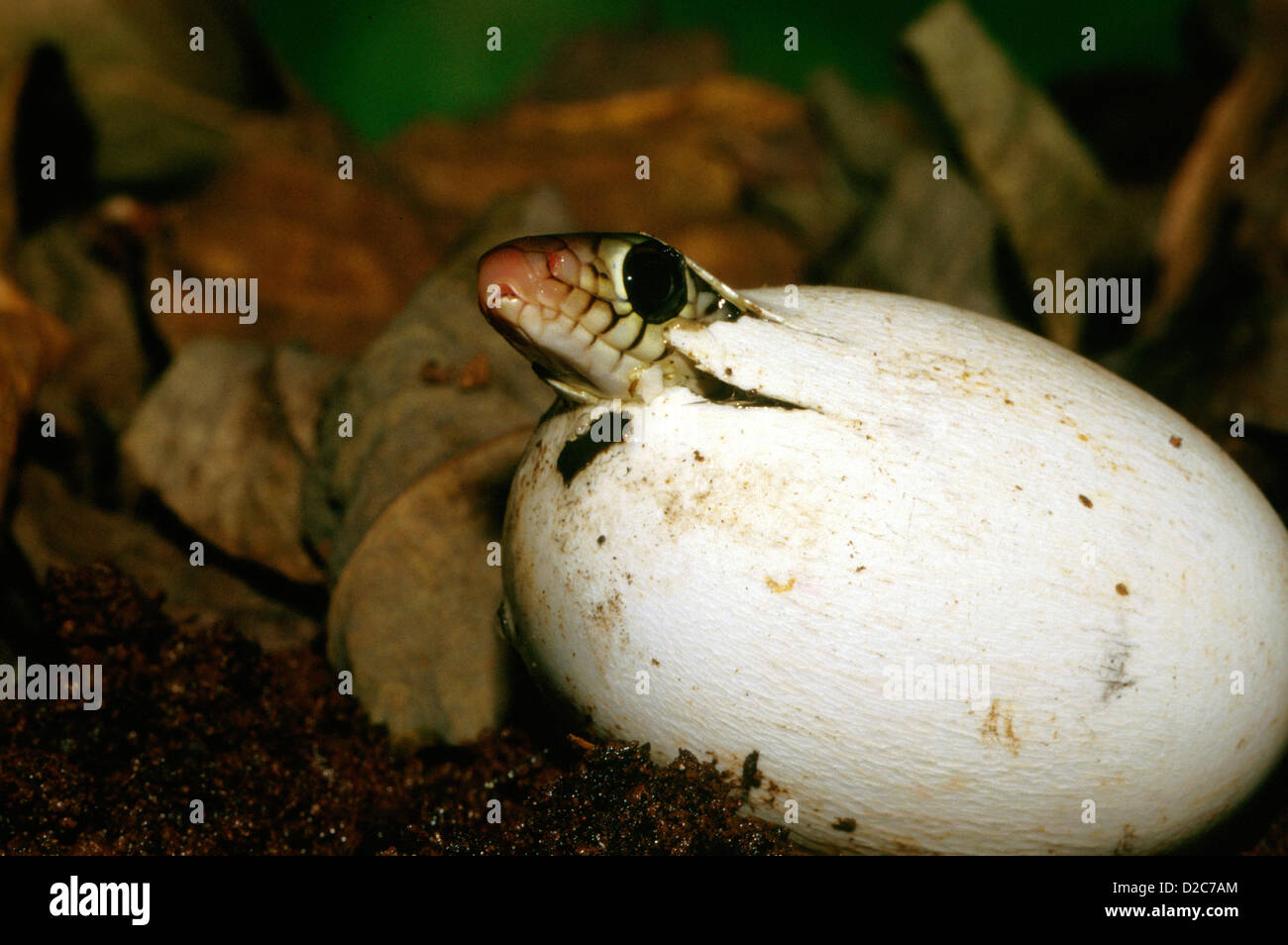 Color snake hi-res stock photography and images - Alamy