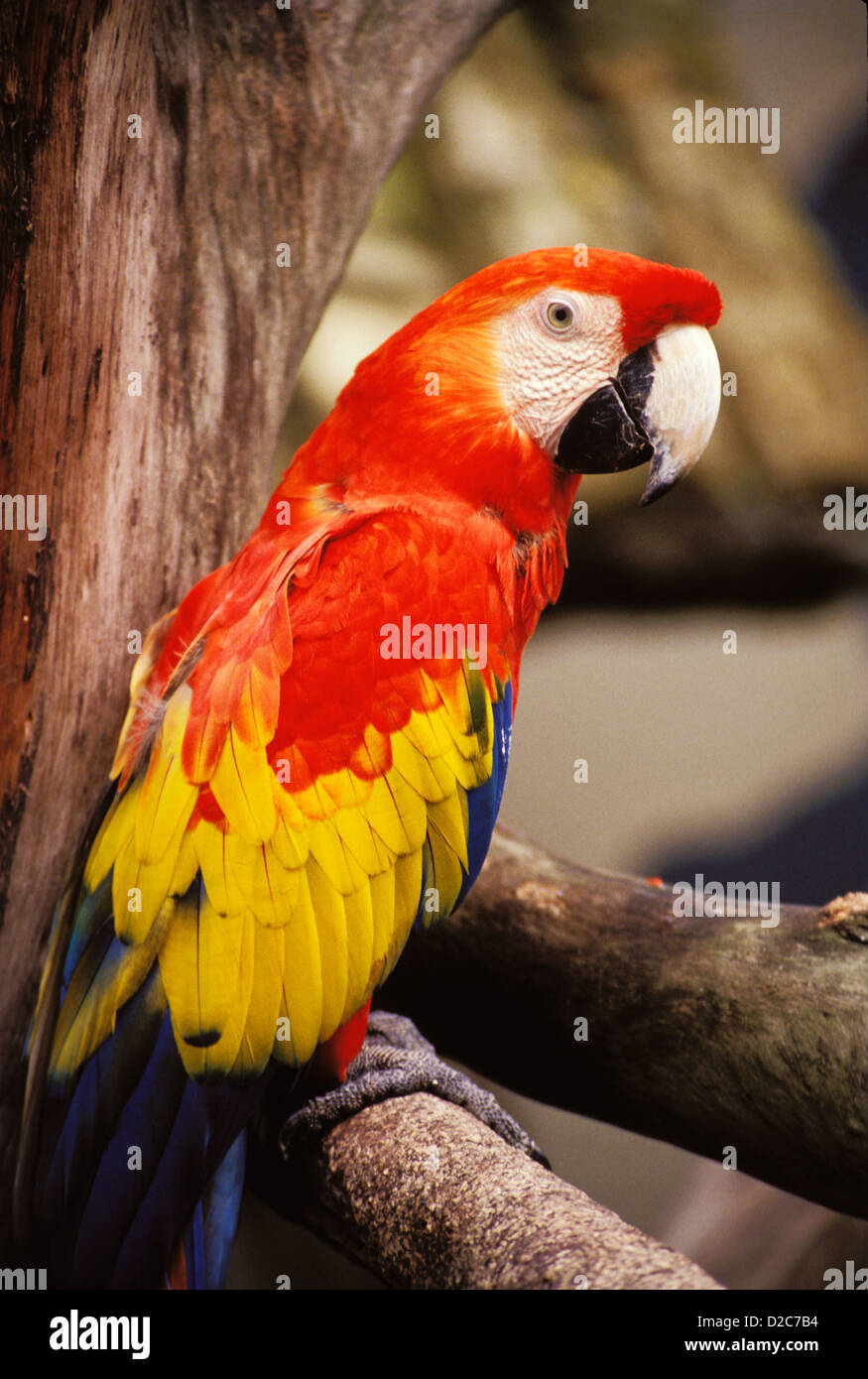 India parrot hi-res stock photography and images - Alamy