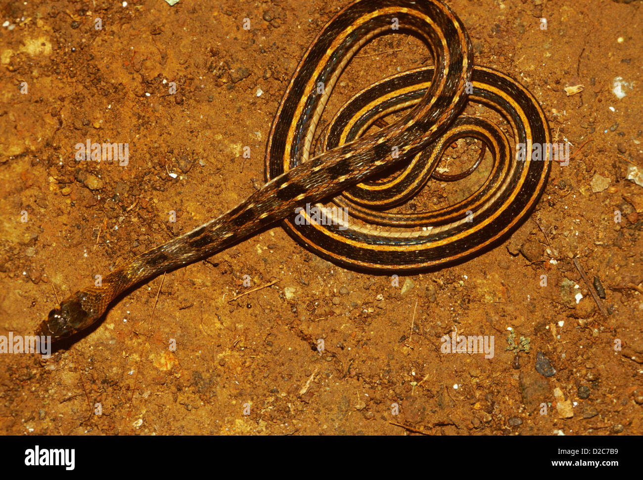 Striped keelback snake amphiesma stolata hi-res stock photography and ...