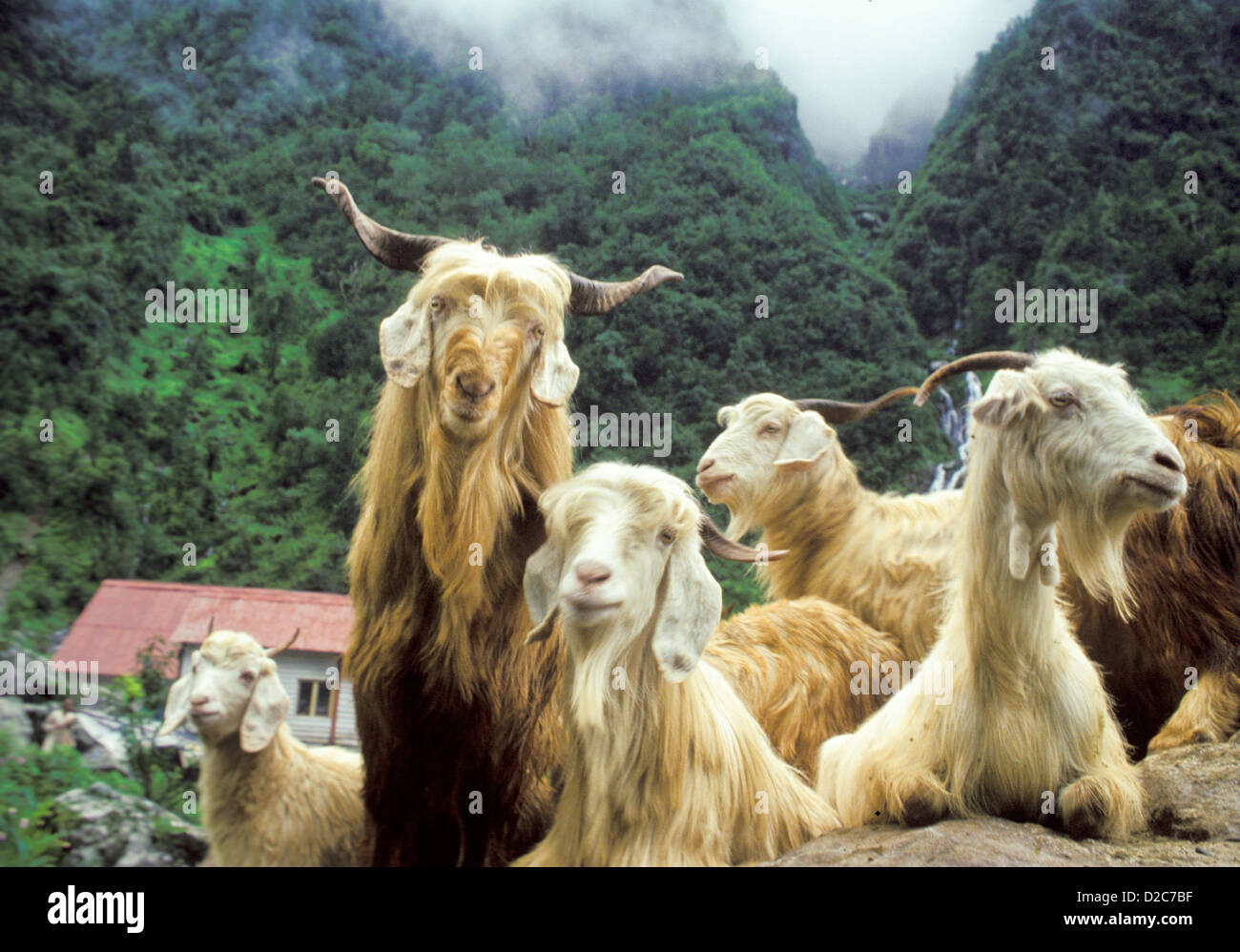 Black and white goats hi-res stock photography and images - Alamy