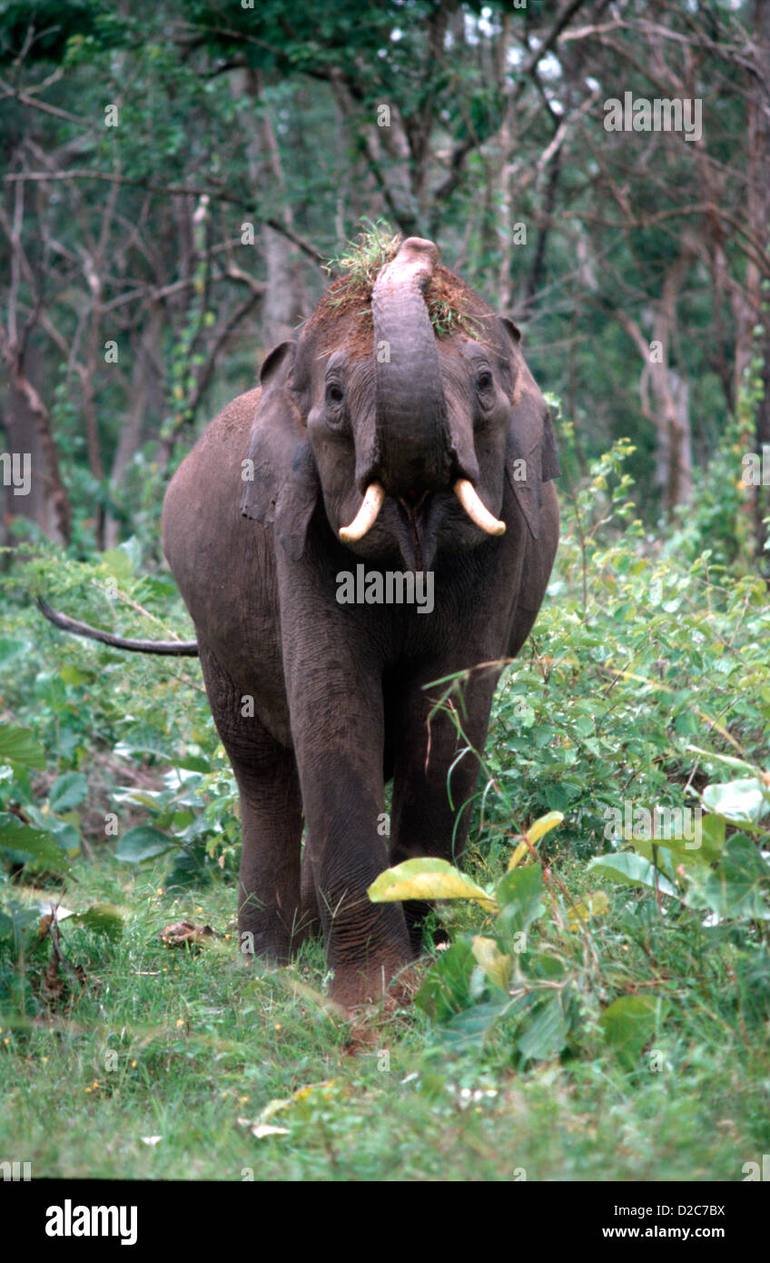 Angry elephant india hi-res stock photography and images - Alamy