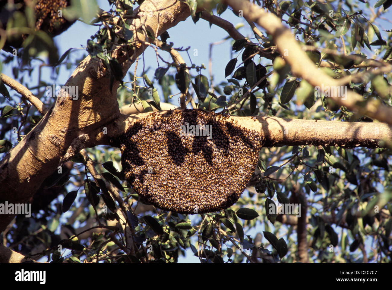 Beehive In Tree Stock Photo - Alamy