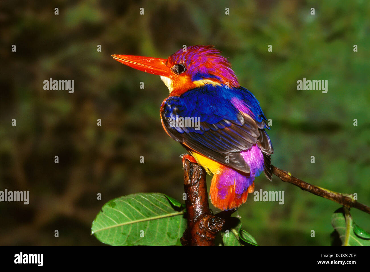 India. Three-Toed Kingfisher (Ceyx Erithacus Stock Photo - Alamy