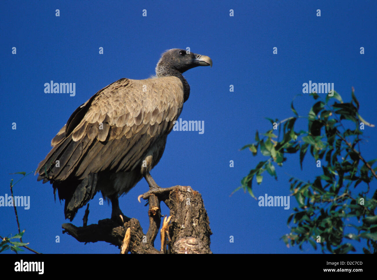 Gyps indicus hi-res stock photography and images - Alamy