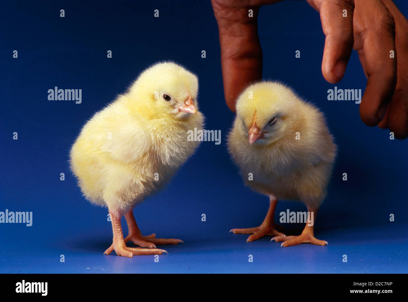 Two Yellow Chicks Stock Photo - Alamy