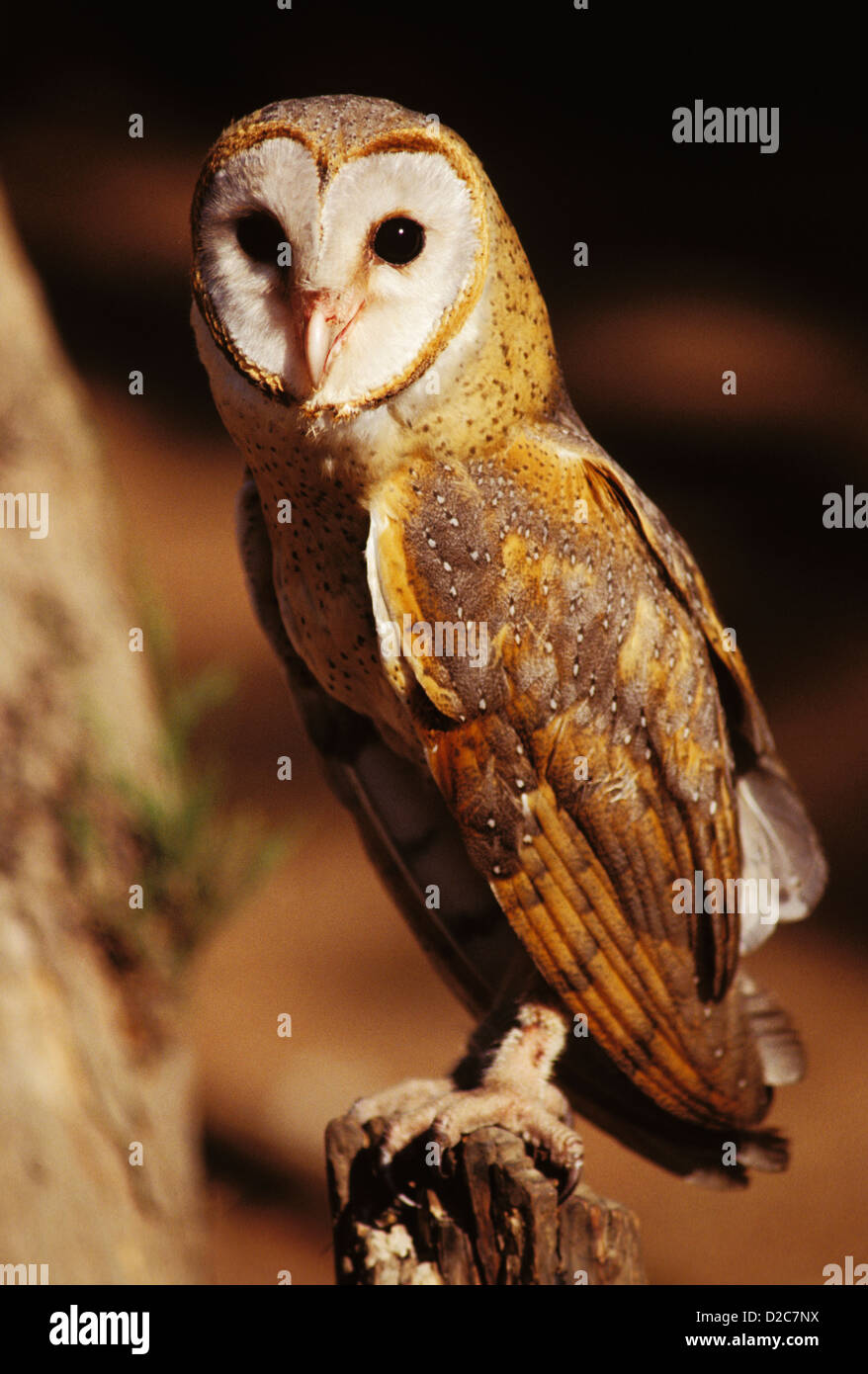 Barn Owl (Tyto Alba). Valsad, Gujarat, India Stock Photo - Alamy