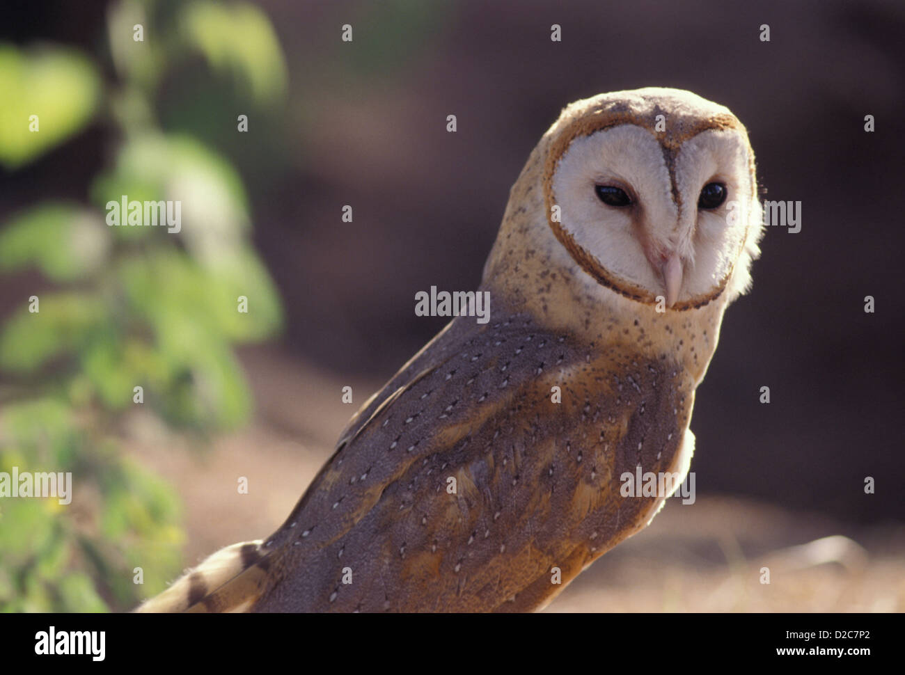 Barn Owl (Tyto Alba). Valsad, Gujarat, India Stock Photo - Alamy