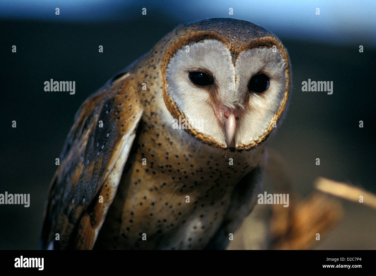 Valsad gujarat india hi-res stock photography and images - Alamy