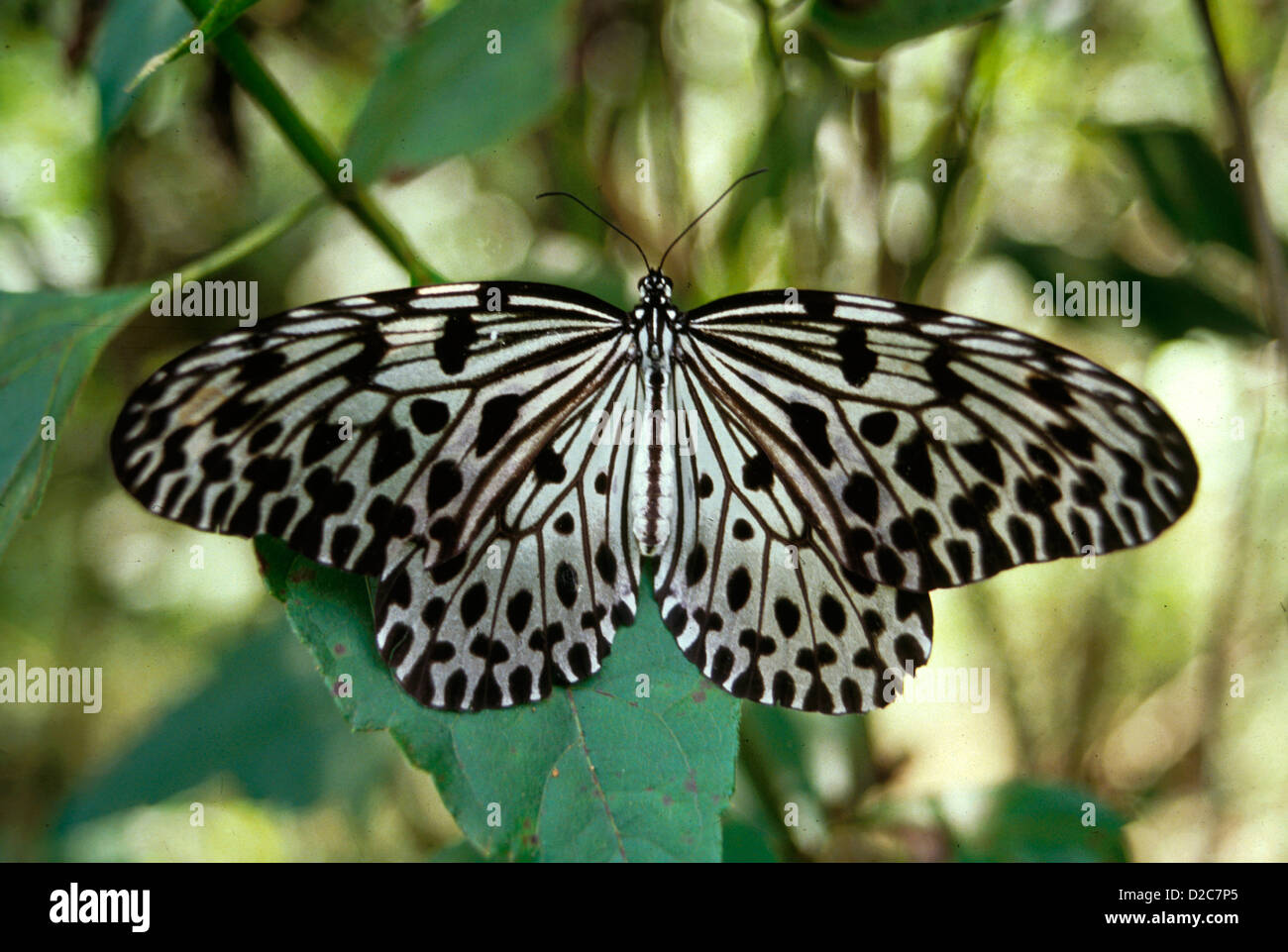 Glassy wing butterflies hi-res stock photography and images - Alamy