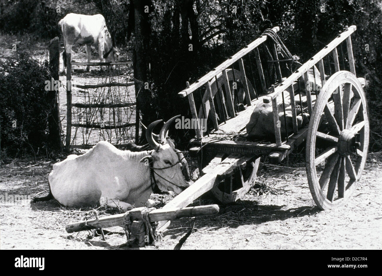 Cow cart hi-res stock photography and images - Alamy
