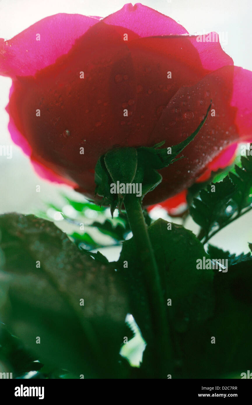 Red Rose, Backlit Stock Photo - Alamy