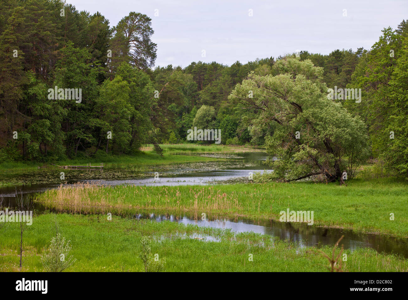 Russia Taiga Forest High Resolution Stock Photography and Images - Alamy