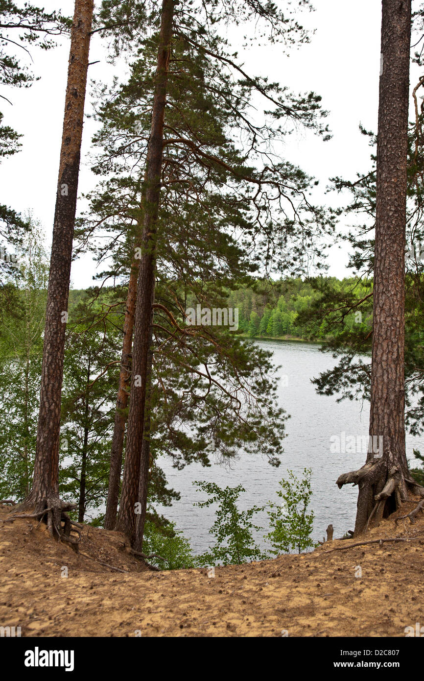 Coniferous Forest Russia High Resolution Stock Photography and Images ...