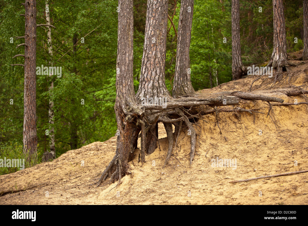 Coniferous Forest Russia High Resolution Stock Photography and Images ...