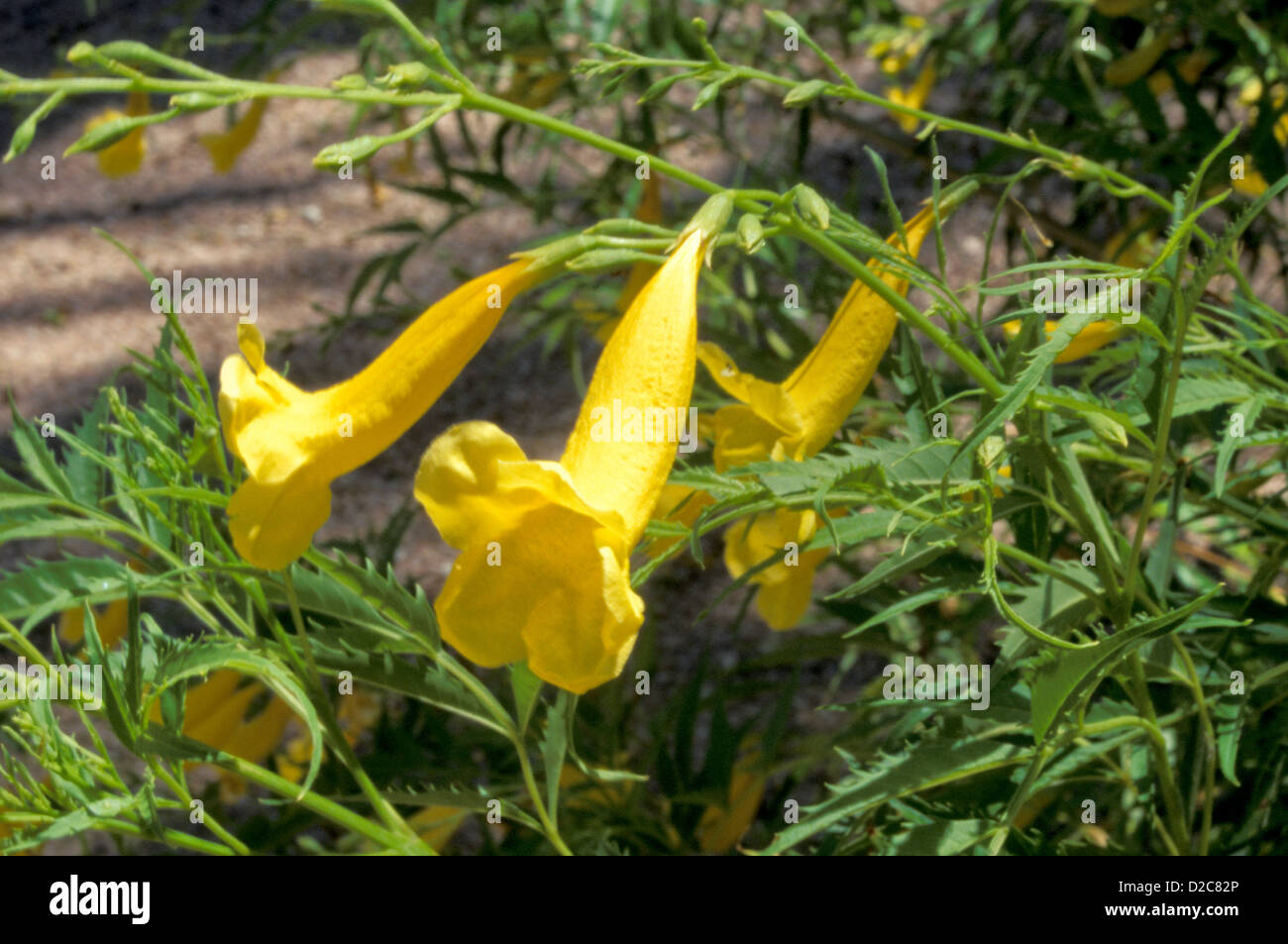 Arizona yellow trumpet bush tecoma stans hi-res stock photography and ...
