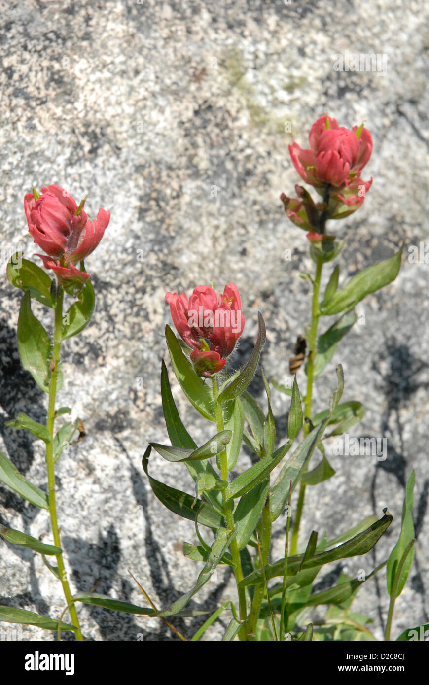 Rose paintbrush hi-res stock photography and images - Alamy