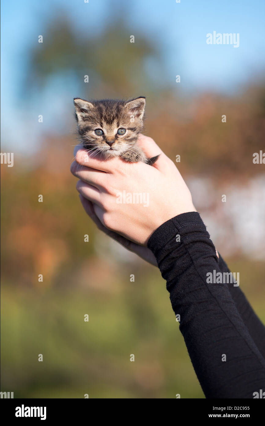 closeup portrait of kitten in woman hands Stock Photo - Alamy