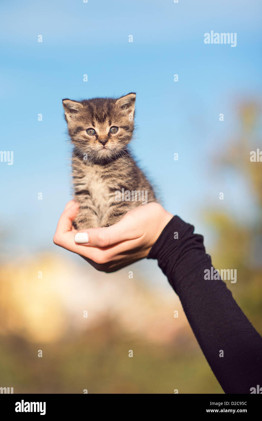 closeup portrait of kitten in woman hands Stock Photo - Alamy