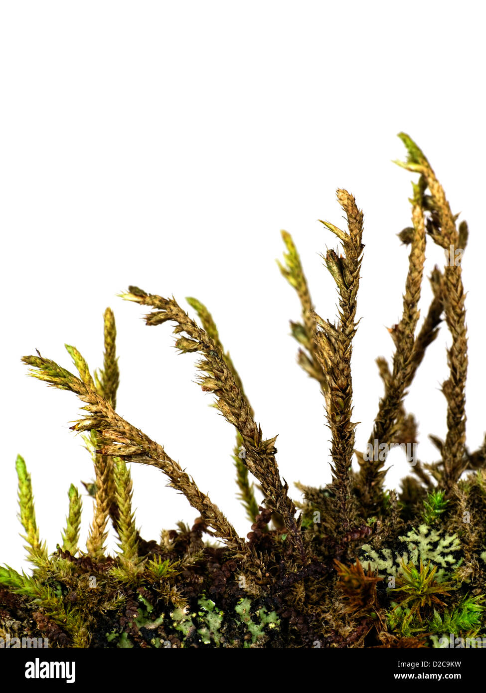 Macro detail with white background Stock Photo - Alamy