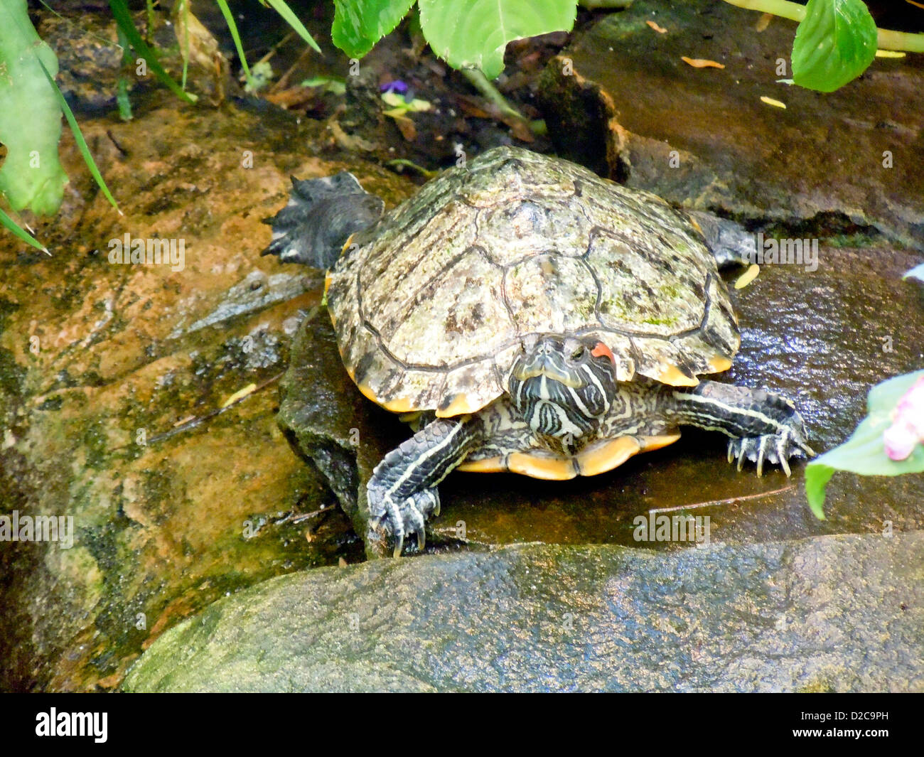Slider turtle hi-res stock photography and images - Alamy