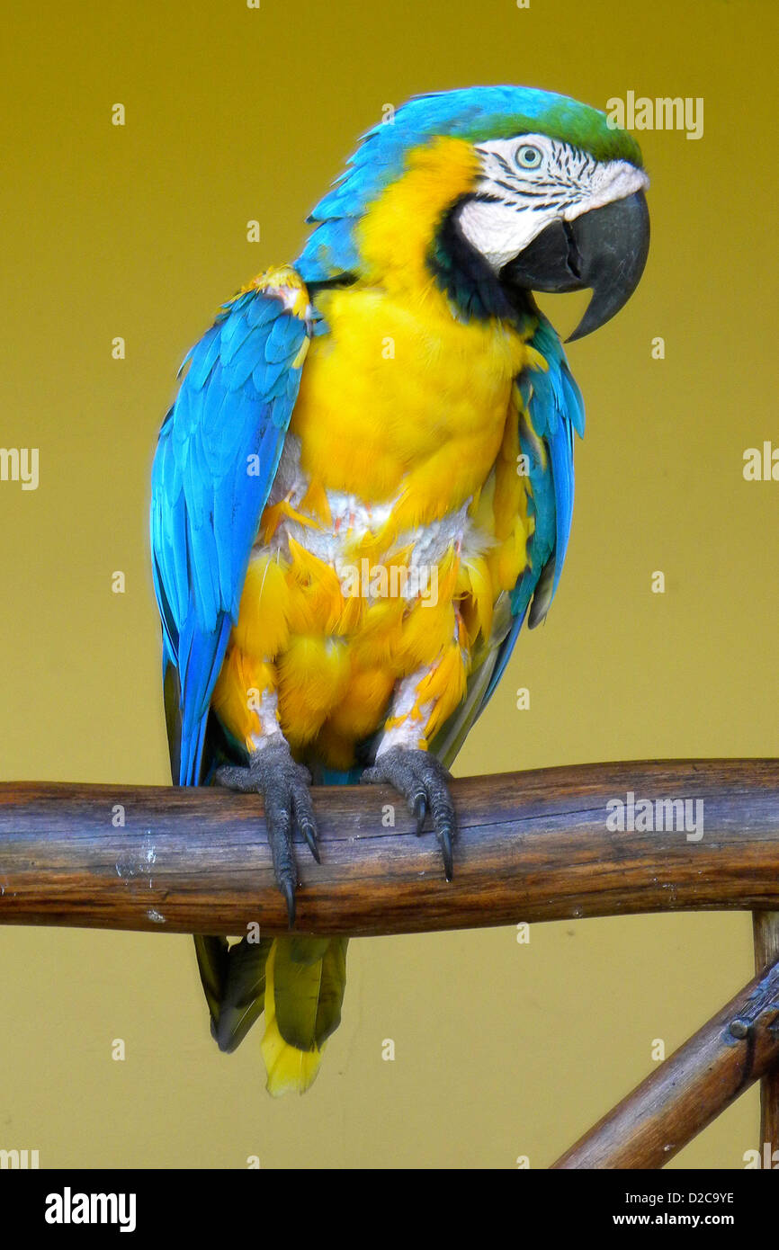 Venezuela, Canaima, parrot Stock Photo - Alamy