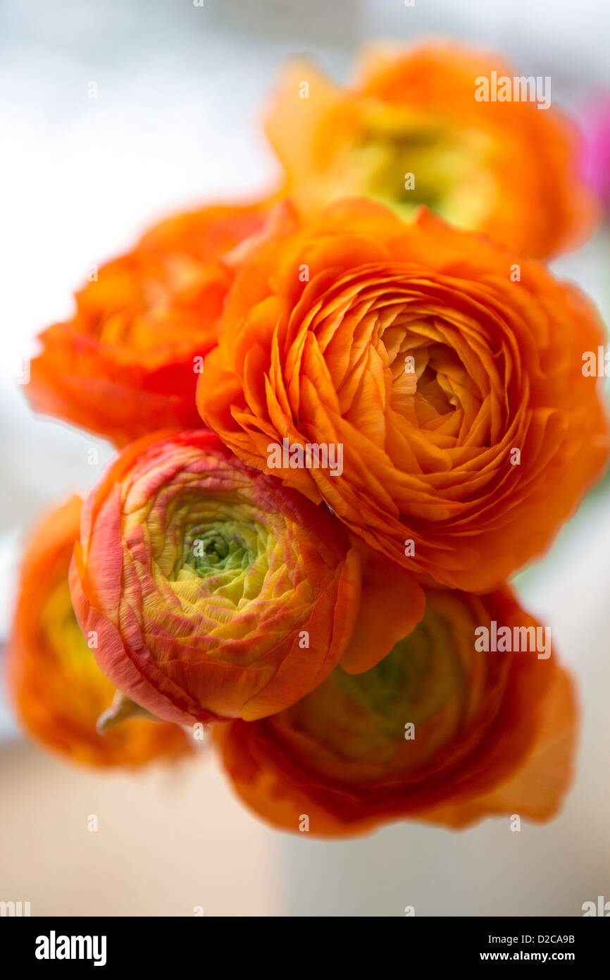 orange flowers ranunculus Stock Photo - Alamy