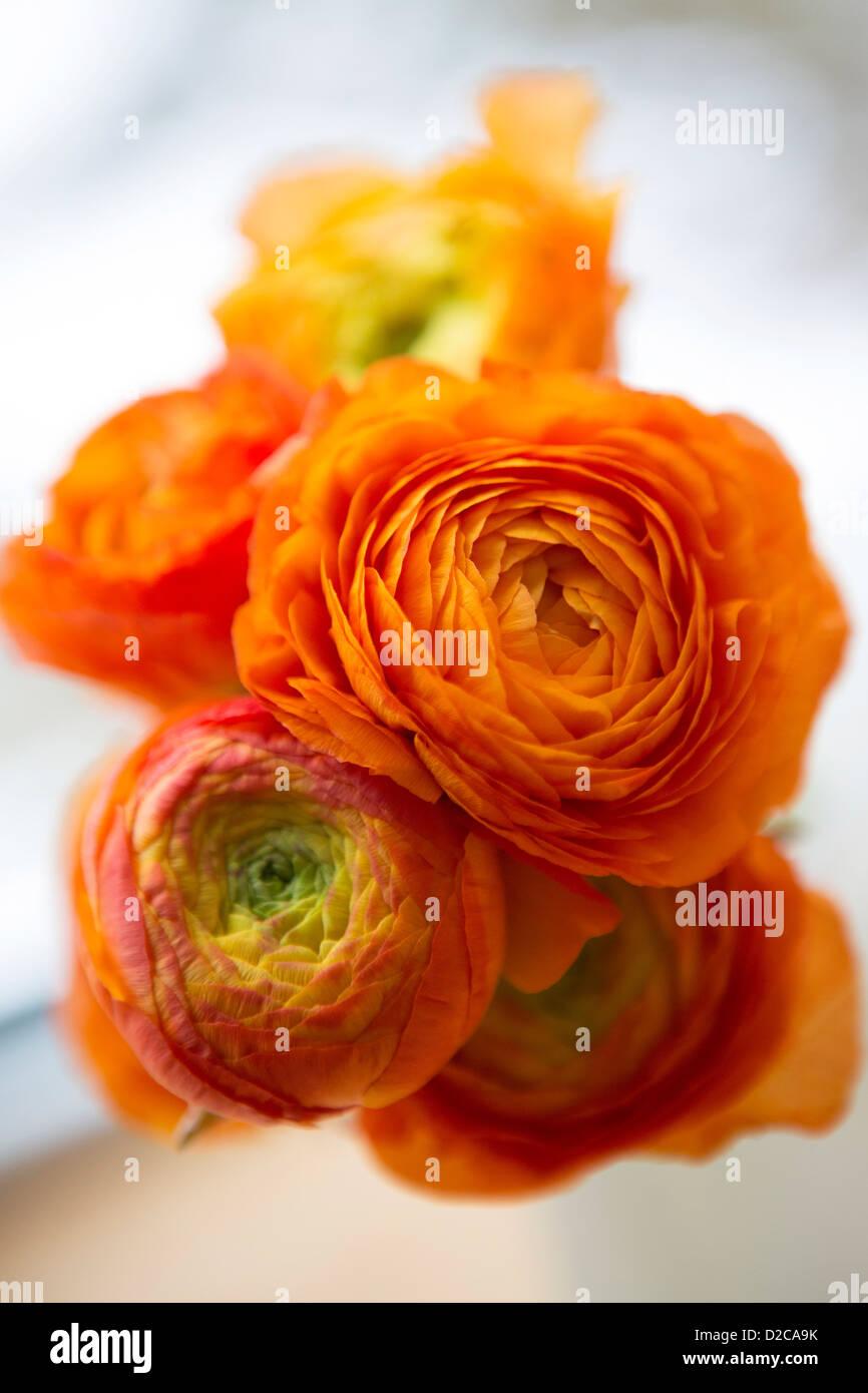 orange ranunculus flowers Stock Photo - Alamy