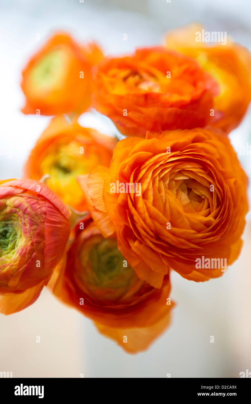 Orange ranunculus hi-res stock photography and images - Alamy