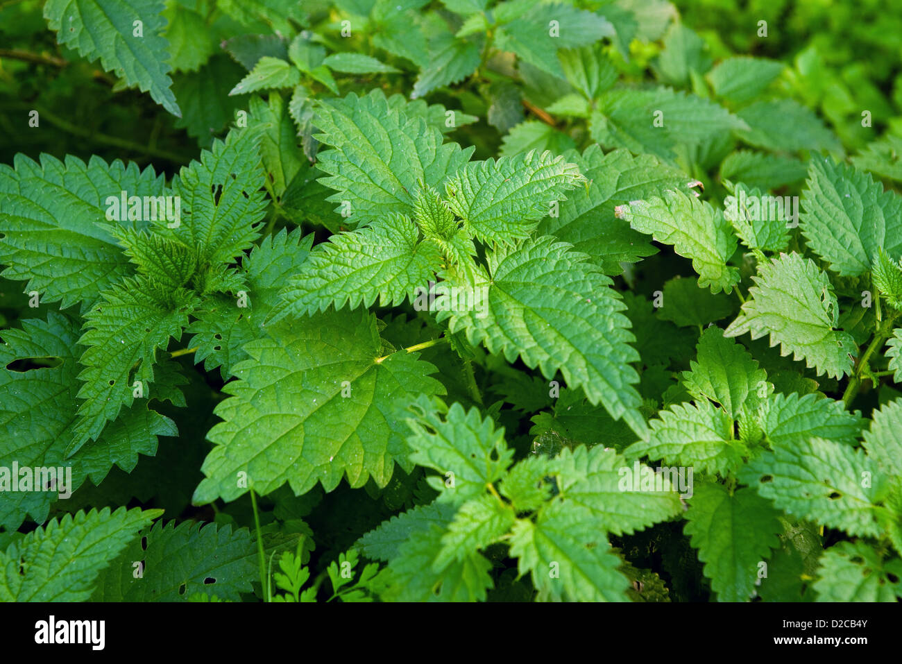 Stinging nettle or common nettle, Urtica dioica, perennial flowering ...