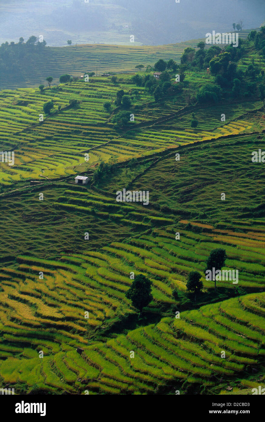 Nepal. Terraced Rice Fields In The Annapurna Region Stock Photo - Alamy