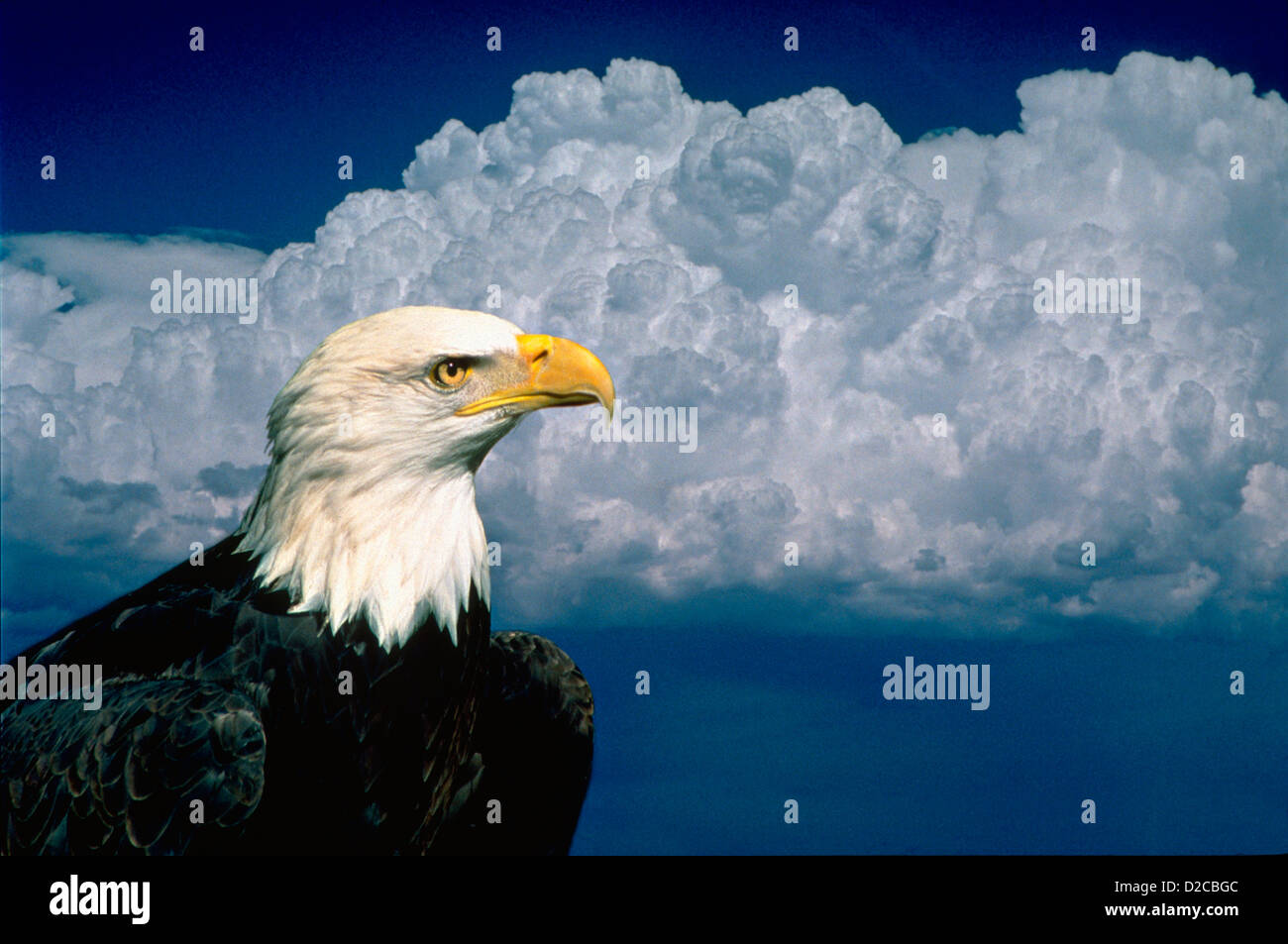 Eagle profile hi-res stock photography and images - Alamy