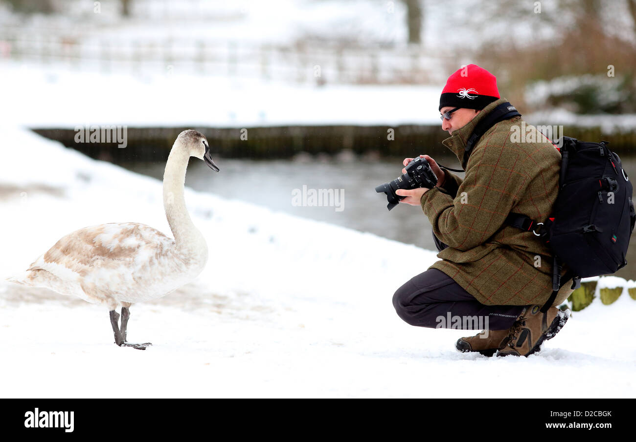 photographer with swan Stock Photo - Alamy