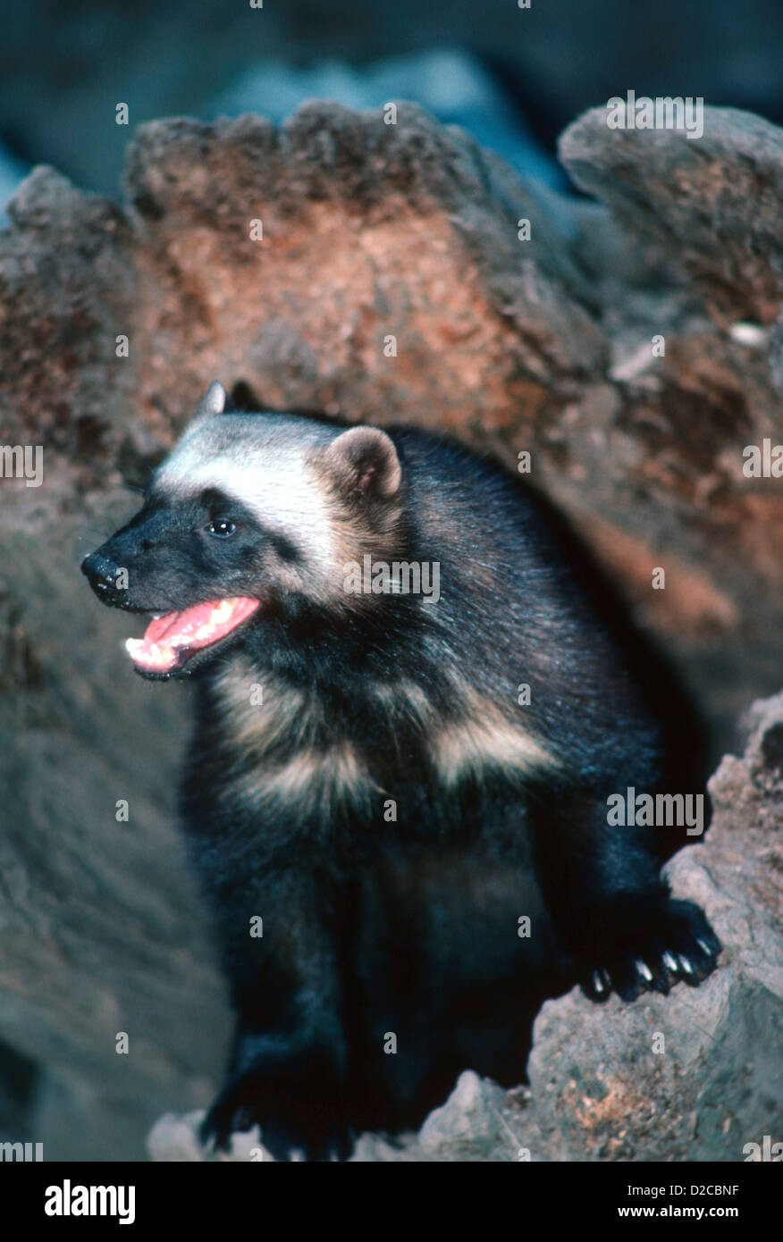 Wolverine wolverine hi-res stock photography and images - Alamy