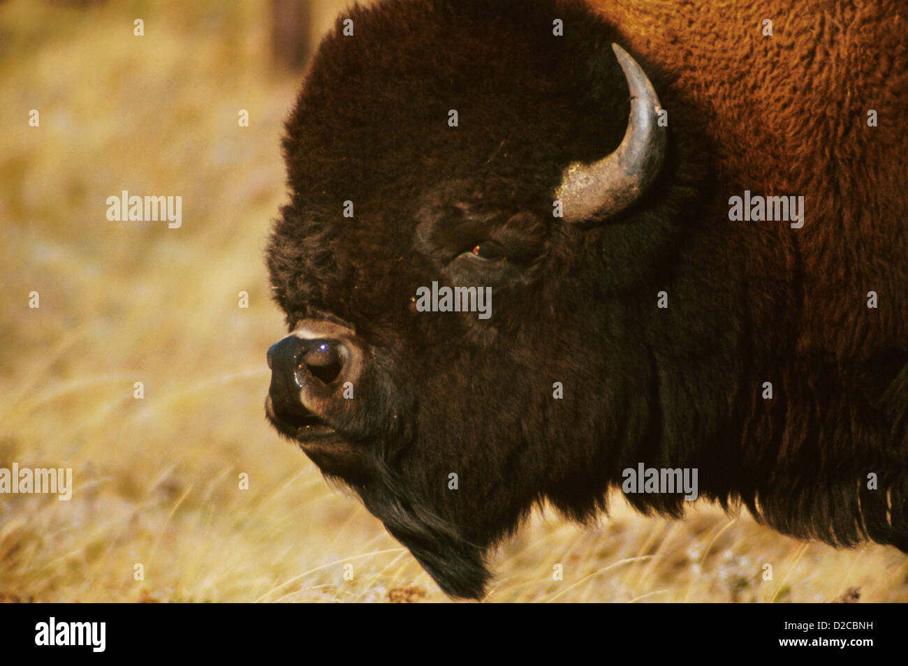 Buffalo nature animals mammals bison buffalo landscape color bison ...